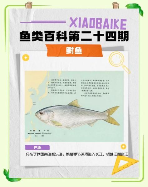 鲥鱼多刺作品集哪里看_鲥鱼多刺作品集阅读顺序-第2张图片-山城妙识