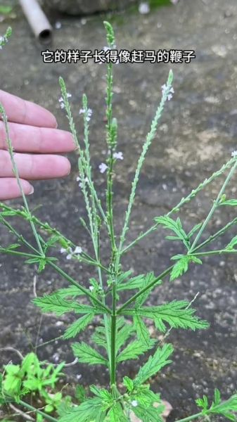 马鞭草长什么样_马鞭草图片特征-第1张图片-山城妙识