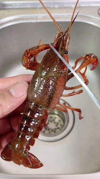 龙虾怎么清理才能干净_活龙虾处理步骤-第2张图片-山城妙识