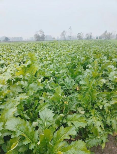 芥菜疙瘩什么时候种_芥菜疙瘩怎么种-第1张图片-山城妙识