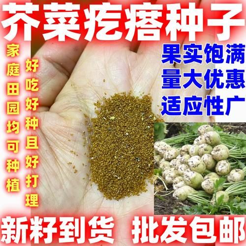 芥菜疙瘩什么时候种_芥菜疙瘩怎么种-第3张图片-山城妙识