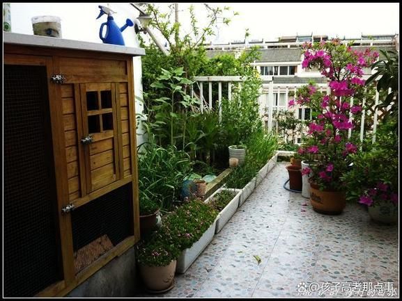 马兰头什么时候种_马兰头种植时间-第1张图片-山城妙识