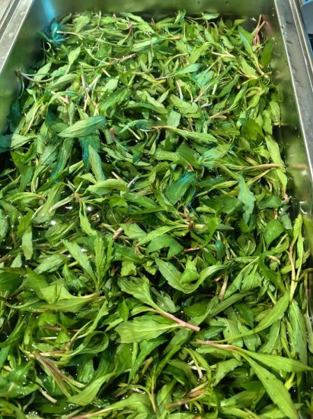 马兰头什么时候种_马兰头种植时间-第3张图片-山城妙识