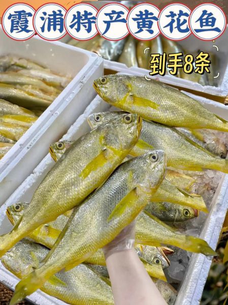 黄鱼多少钱一斤_黄花鱼价格行情-第3张图片-山城妙识