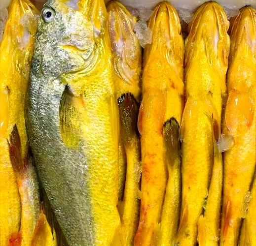 黄鱼多少钱一斤_黄花鱼价格行情-第2张图片-山城妙识