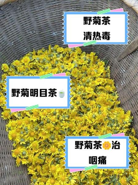 野菊花怎么处理可以泡茶喝_野菊花晒干后怎么保存-第3张图片-山城妙识