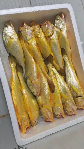 黄鱼多少钱一斤_黄花鱼价格行情-第1张图片-山城妙识