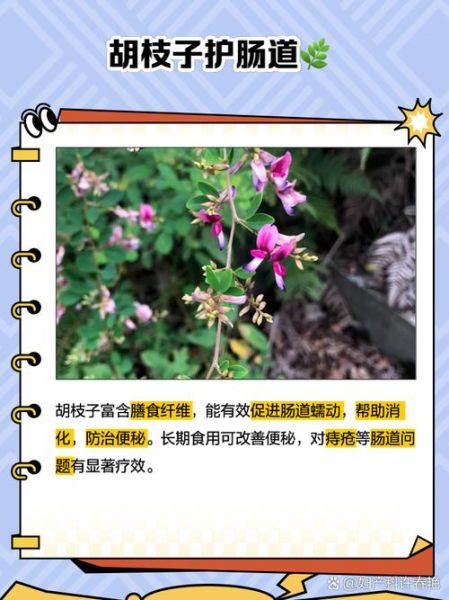 胡枝子功效与作用_胡枝子怎么种植-第2张图片-山城妙识 胡枝子功效与作用_胡枝子怎么种植-第2张图片-山城妙识