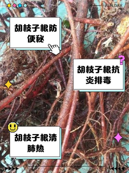 胡枝子功效与作用_胡枝子怎么种植-第1张图片-山城妙识 胡枝子功效与作用_胡枝子怎么种植-第1张图片-山城妙识