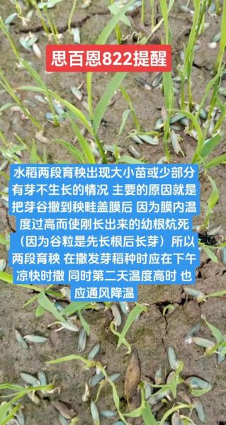 稻谷怎么储存不生虫_稻谷储存最佳温度是多少-第2张图片-山城妙识