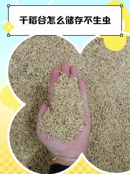 稻谷怎么储存不生虫_稻谷储存最佳温度是多少-第1张图片-山城妙识