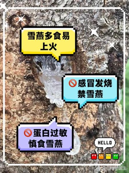 长期吃雪燕的副作用_雪燕吃多了会怎样-第2张图片-山城妙识