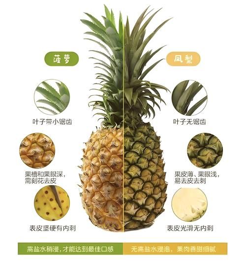 凤梨是菠萝吗_凤梨和菠萝的区别-第2张图片-山城妙识