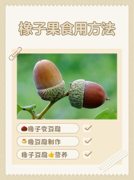 橡子能吃吗_橡子怎么吃法-第1张图片-山城妙识 橡子能吃吗_橡子怎么吃法-第1张图片-山城妙识