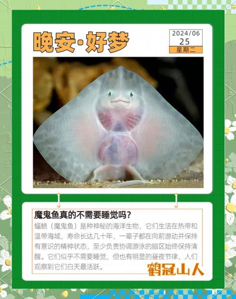 蝠鲼为什么叫魔鬼鱼_魔鬼鱼名字的由来-第2张图片-山城妙识 蝠鲼为什么叫魔鬼鱼_魔鬼鱼名字的由来-第2张图片-山城妙识