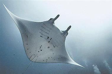 蝠鲼为什么叫魔鬼鱼_魔鬼鱼名字的由来-第3张图片-山城妙识 蝠鲼为什么叫魔鬼鱼_魔鬼鱼名字的由来-第3张图片-山城妙识