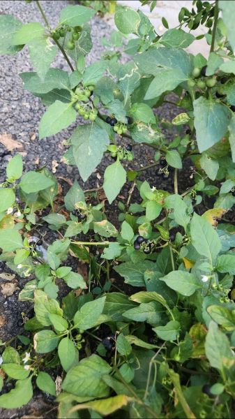 龙葵果多少钱一斤_龙葵果价格行情-第1张图片-山城妙识 龙葵果多少钱一斤_龙葵果价格行情-第1张图片-山城妙识