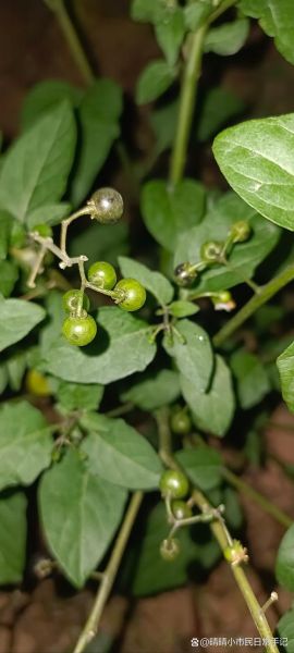 龙葵果多少钱一斤_龙葵果价格行情-第2张图片-山城妙识 龙葵果多少钱一斤_龙葵果价格行情-第2张图片-山城妙识
