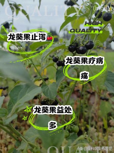 龙葵果多少钱一斤_龙葵果价格行情-第3张图片-山城妙识 龙葵果多少钱一斤_龙葵果价格行情-第3张图片-山城妙识