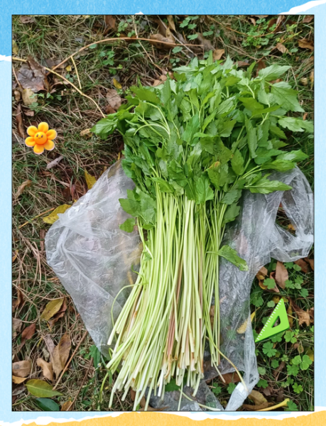 野生水芹菜怎么做好吃_野生水芹菜去苦味窍门-第1张图片-山城妙识 野生水芹菜怎么做好吃_野生水芹菜去苦味窍门-第1张图片-山城妙识