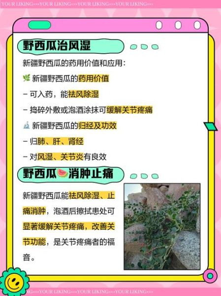 野西瓜的功效与作用_野西瓜能治什么病-第1张图片-山城妙识