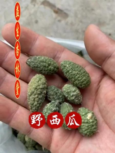 野西瓜的功效与作用_野西瓜能治什么病-第3张图片-山城妙识