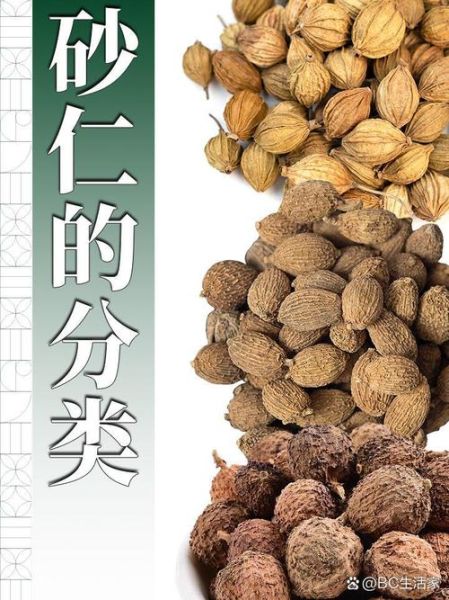 香砂图片_香砂和砂仁的区别-第3张图片-山城妙识