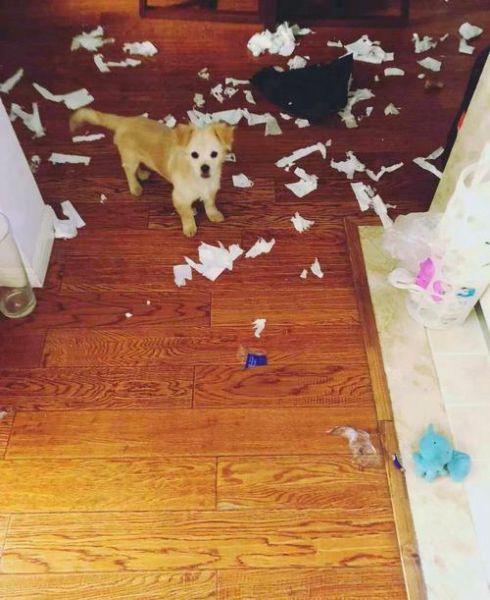 pumpkin怎么读_pumpkin发音音标-第1张图片-山城妙识 pumpkin怎么读_pumpkin发音音标-第1张图片-山城妙识