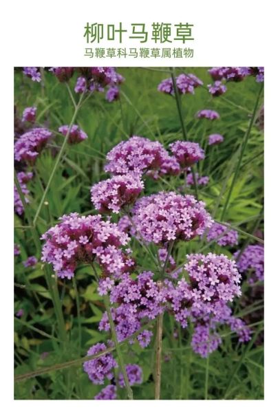 马鞭草科有哪些常见植物_马鞭草科花期多长-第1张图片-山城妙识