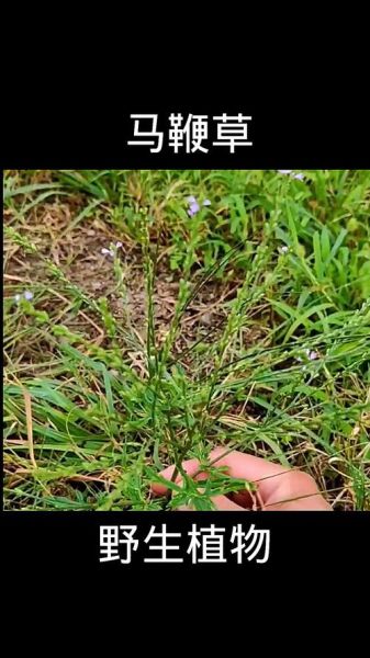 马鞭草科有哪些常见植物_马鞭草科花期多长-第2张图片-山城妙识