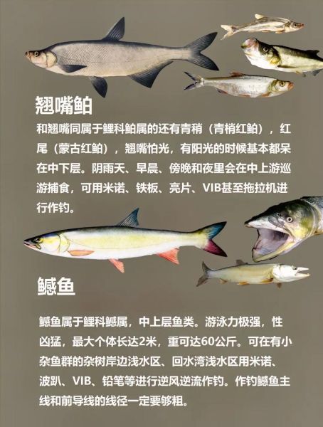 淡水鱼有哪些种类_常见淡水鱼品种大全-第3张图片-山城妙识