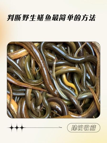 黄鳝怎么杀最简单_黄鳝宰杀步骤图解-第3张图片-山城妙识 黄鳝怎么杀最简单_黄鳝宰杀步骤图解-第3张图片-山城妙识