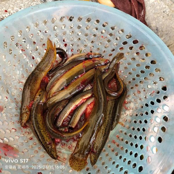 黄鳝怎么杀最简单_黄鳝宰杀步骤图解-第1张图片-山城妙识 黄鳝怎么杀最简单_黄鳝宰杀步骤图解-第1张图片-山城妙识