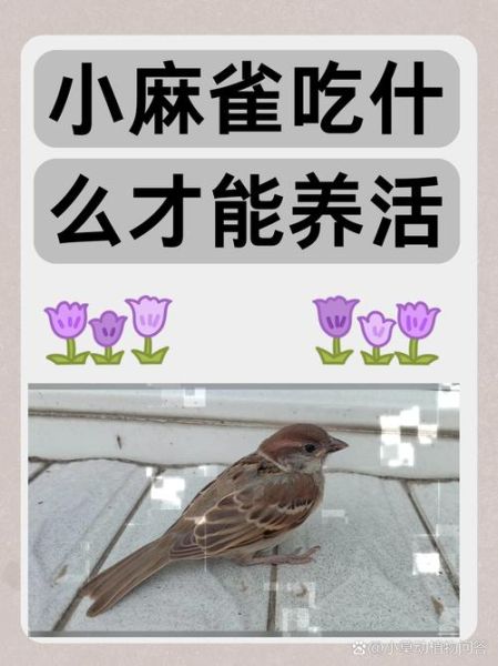 麻雀吃什么_麻雀最爱食物清单-第1张图片-山城妙识