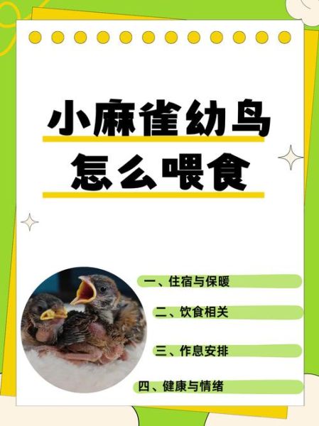 麻雀吃什么_麻雀最爱食物清单-第3张图片-山城妙识