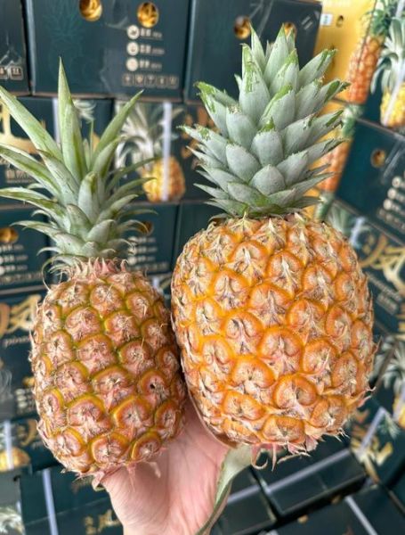 金菠萝是不是凤梨_区别与选购指南-第3张图片-山城妙识
