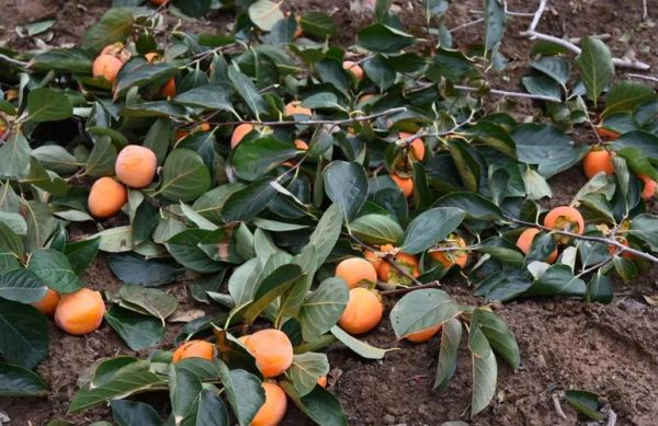 柿饼产地在哪里最好_哪里产的柿饼最正宗-第1张图片-山城妙识 柿饼产地在哪里最好_哪里产的柿饼最正宗-第1张图片-山城妙识