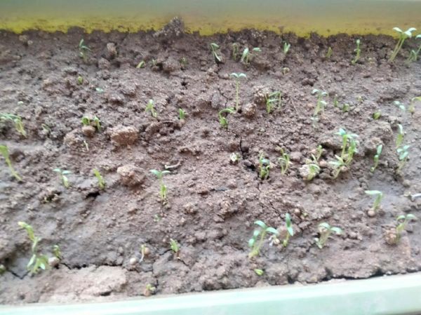 香菜苗长什么样_香菜苗几天发芽-第1张图片-山城妙识