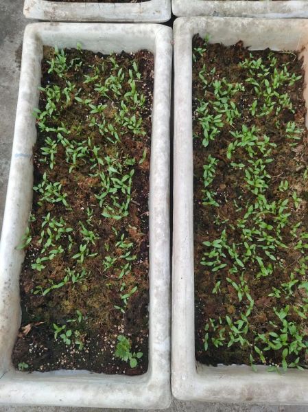 香菜苗长什么样_香菜苗几天发芽-第2张图片-山城妙识