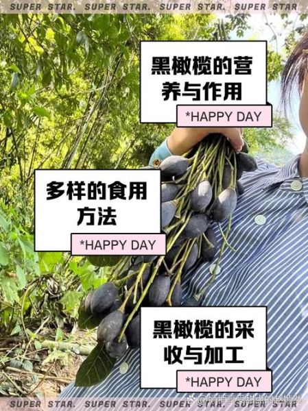 黑橄榄的功效与作用_黑橄榄怎么吃最健康-第1张图片-山城妙识