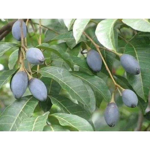 黑橄榄的功效与作用_黑橄榄怎么吃最健康-第2张图片-山城妙识