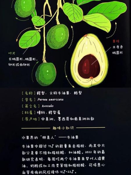 鳄梨长什么样子_鳄梨和牛油果的区别-第3张图片-山城妙识