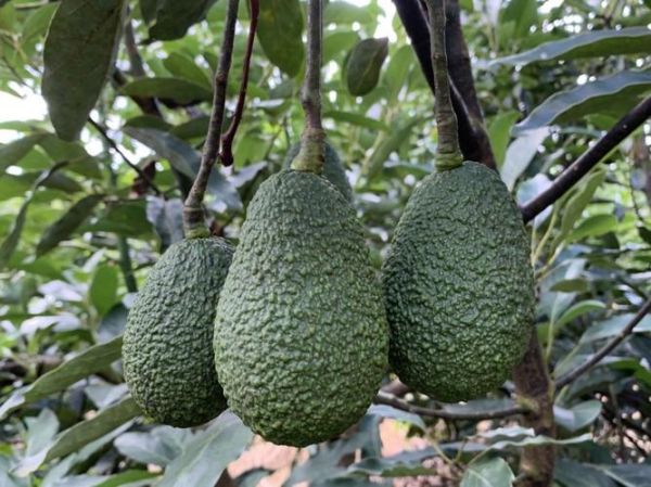 鳄梨长什么样子_鳄梨和牛油果的区别-第2张图片-山城妙识