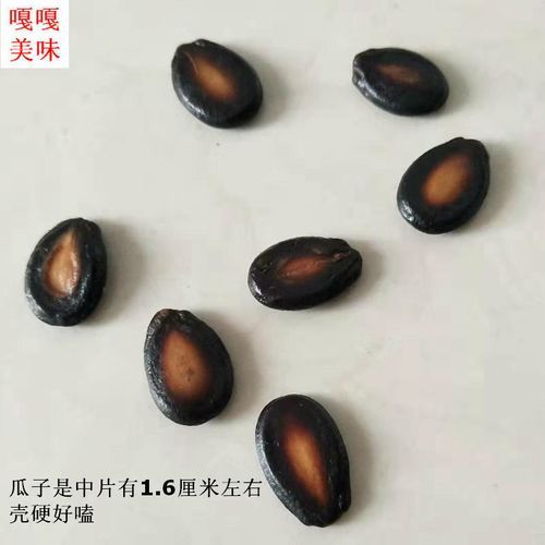 角瓜子图片_角瓜子怎么分辨真假-第2张图片-山城妙识