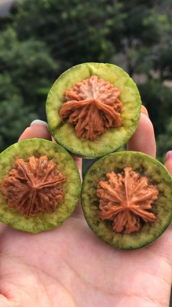 青皮核桃文玩怎么阴干_青皮核桃阴干需要多久-第1张图片-山城妙识