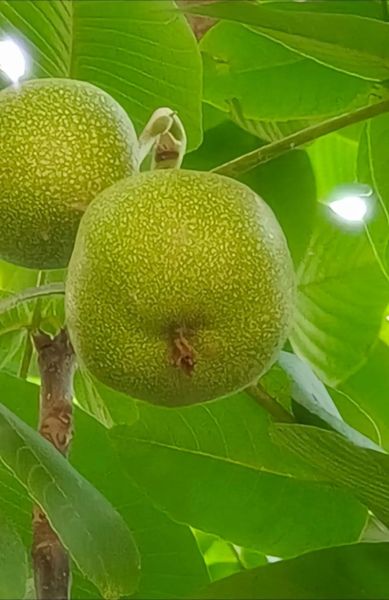 青皮核桃文玩怎么阴干_青皮核桃阴干需要多久-第3张图片-山城妙识