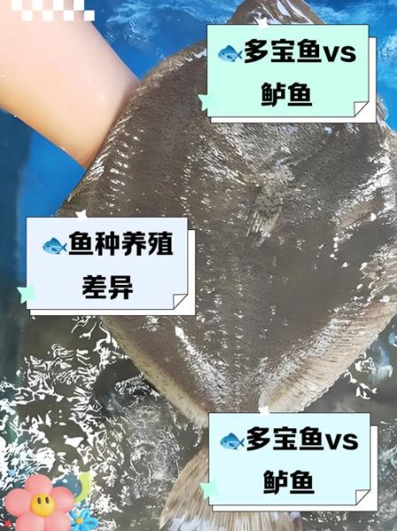 鲈鱼和多宝鱼哪个营养价值高_孕妇吃哪种更好-第2张图片-山城妙识