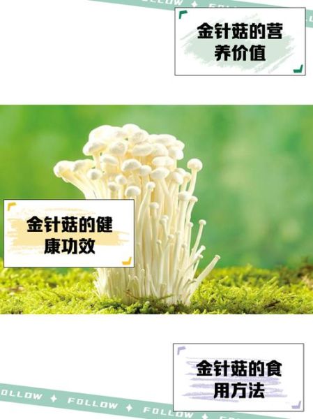 金针菇栽培技术_如何提高产量-第1张图片-山城妙识