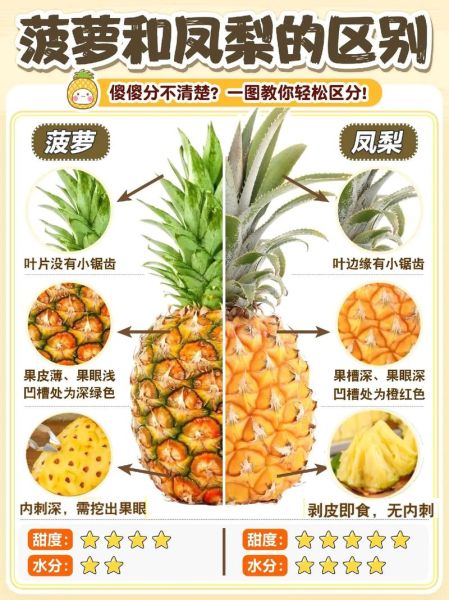 凤梨和菠萝是一个品种吗_凤梨和菠萝的区别-第2张图片-山城妙识