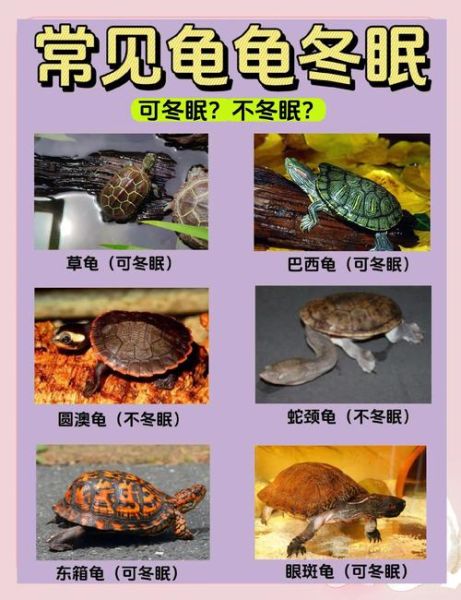 巴西龟冬眠怎么养_巴西龟冬眠注意事项-第2张图片-山城妙识